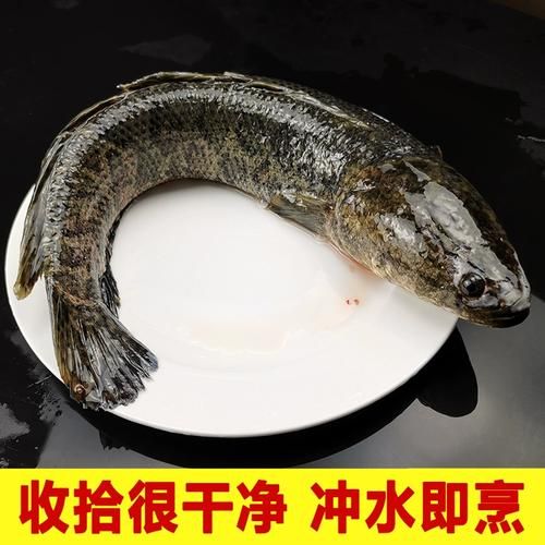 蛇头鱼和黑鱼的区别_黑鱼是蛇头鱼吗-第3张图片-山城妙识 蛇头鱼和黑鱼的区别_黑鱼是蛇头鱼吗-第3张图片-山城妙识