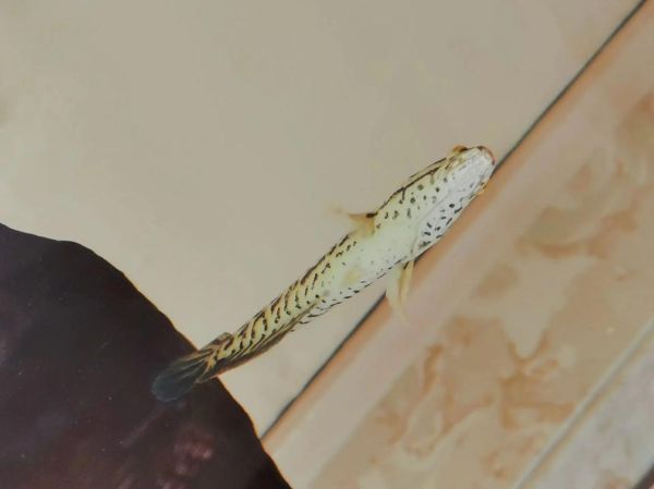 蛇头鱼和黑鱼的区别_黑鱼是蛇头鱼吗-第2张图片-山城妙识 蛇头鱼和黑鱼的区别_黑鱼是蛇头鱼吗-第2张图片-山城妙识