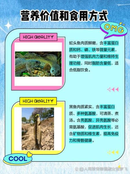 蛇头鱼和黑鱼的区别_黑鱼是蛇头鱼吗-第1张图片-山城妙识 蛇头鱼和黑鱼的区别_黑鱼是蛇头鱼吗-第1张图片-山城妙识