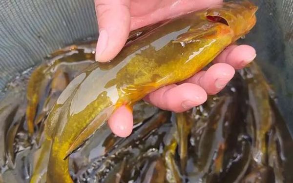 牛尾巴鱼多少钱一斤_牛尾巴鱼价格行情-第1张图片-山城妙识