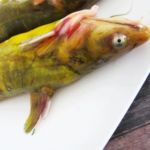 牛尾巴鱼多少钱一斤_牛尾巴鱼价格行情-第3张图片-山城妙识