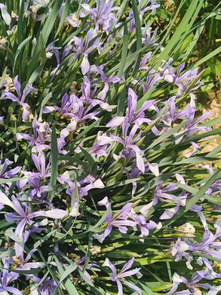 马兰花计划是什么_如何申请马兰花计划-第2张图片-山城妙识