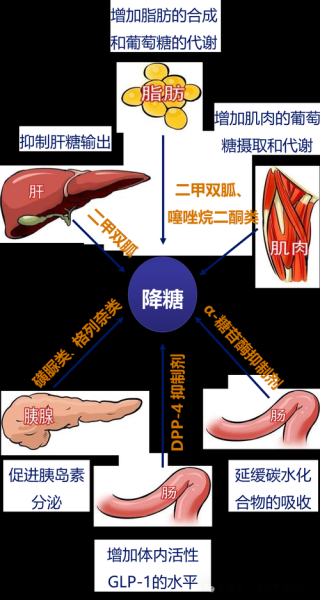 降糖药分类有哪些_口服降糖药和胰岛素区别-第2张图片-山城妙识 降糖药分类有哪些_口服降糖药和胰岛素区别-第2张图片-山城妙识