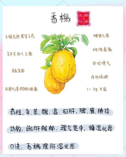 香橼的功效与作用禁忌_香橼泡水喝有什么副作用-第1张图片-山城妙识 香橼的功效与作用禁忌_香橼泡水喝有什么副作用-第1张图片-山城妙识