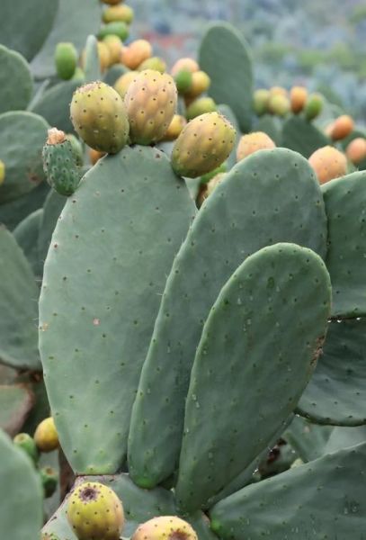 仙人掌的果实是火龙果吗_火龙果和仙人掌果实区别-第1张图片-山城妙识 仙人掌的果实是火龙果吗_火龙果和仙人掌果实区别-第1张图片-山城妙识