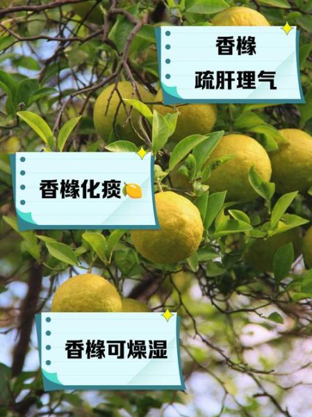 香橼的功效与作用禁忌_香橼泡水喝有什么副作用-第3张图片-山城妙识 香橼的功效与作用禁忌_香橼泡水喝有什么副作用-第3张图片-山城妙识