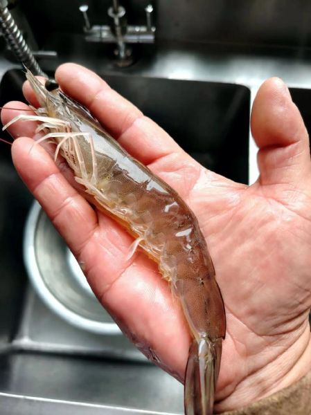 风干虾怎么吃_风干虾怎么做好吃-第1张图片-山城妙识