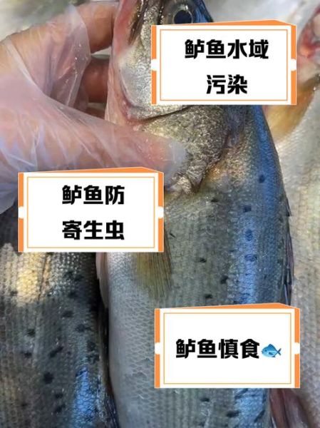 鲈鱼为何要少吃_鲈鱼吃多了有什么危害-第1张图片-山城妙识