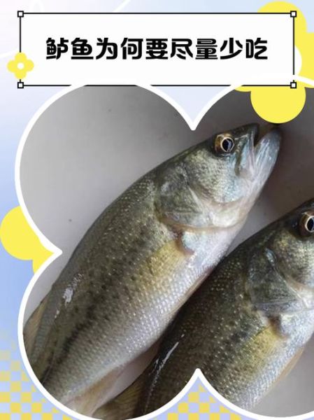 鲈鱼为何要少吃_鲈鱼吃多了有什么危害-第3张图片-山城妙识