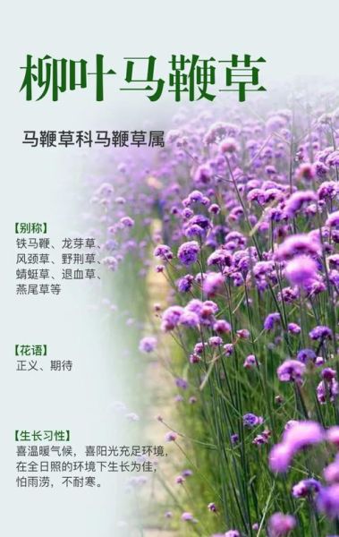 马鞭草的功效与作用_马鞭草泡水喝有什么禁忌-第3张图片-山城妙识 马鞭草的功效与作用_马鞭草泡水喝有什么禁忌-第3张图片-山城妙识