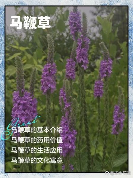 马鞭草的功效与作用_马鞭草泡水喝有什么禁忌-第1张图片-山城妙识 马鞭草的功效与作用_马鞭草泡水喝有什么禁忌-第1张图片-山城妙识