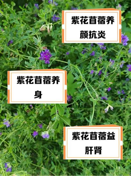 苜蓿泡水女人能喝吗_长期喝有什么功效-第1张图片-山城妙识 苜蓿泡水女人能喝吗_长期喝有什么功效-第1张图片-山城妙识