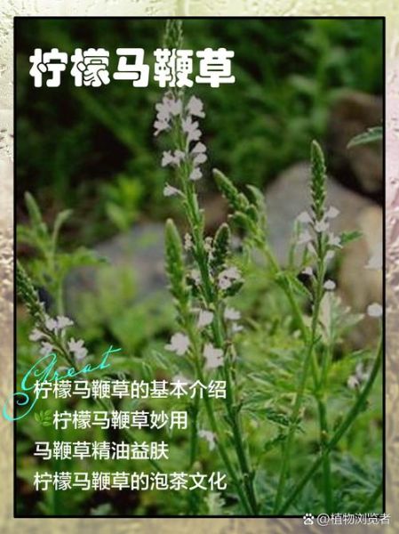 马鞭草的功效与作用_马鞭草泡水喝有什么禁忌-第2张图片-山城妙识 马鞭草的功效与作用_马鞭草泡水喝有什么禁忌-第2张图片-山城妙识
