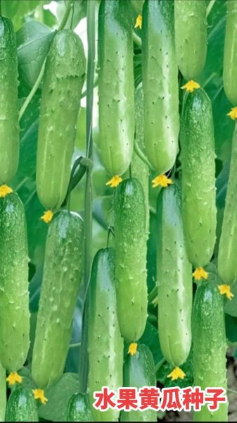 节瓜什么时候种_节瓜种植技术要点-第1张图片-山城妙识 节瓜什么时候种_节瓜种植技术要点-第1张图片-山城妙识