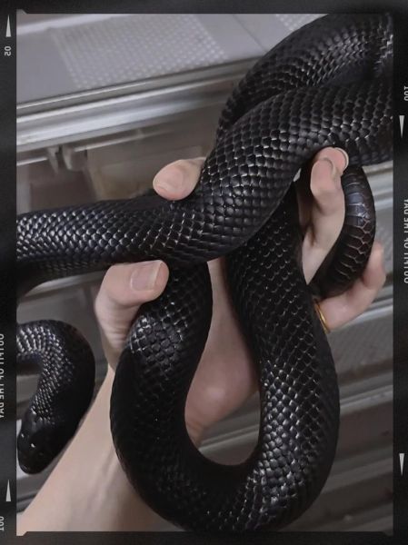 新手适合养什么蛇_十种易上手宠物蛇推荐-第1张图片-山城妙识