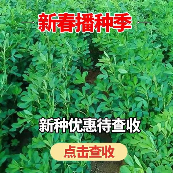 苜蓿草多少钱一吨_苜蓿草价格行情-第1张图片-山城妙识