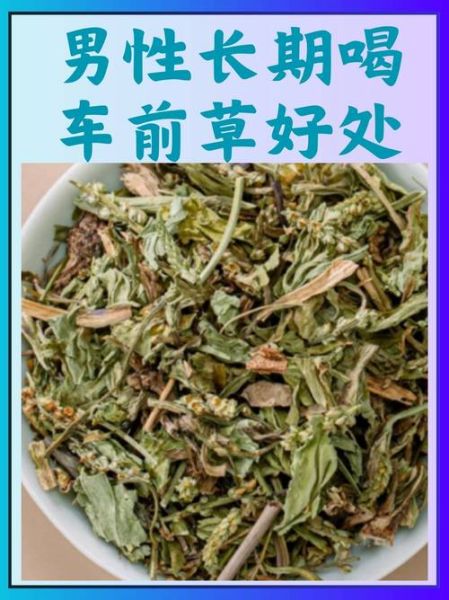 车前草图片功效与作用_车前草泡水喝有什么禁忌-第1张图片-山城妙识