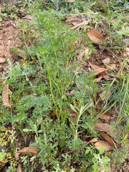 东北茴香豆怎么做_东北茴香豆的做法窍门-第1张图片-山城妙识 东北茴香豆怎么做_东北茴香豆的做法窍门-第1张图片-山城妙识