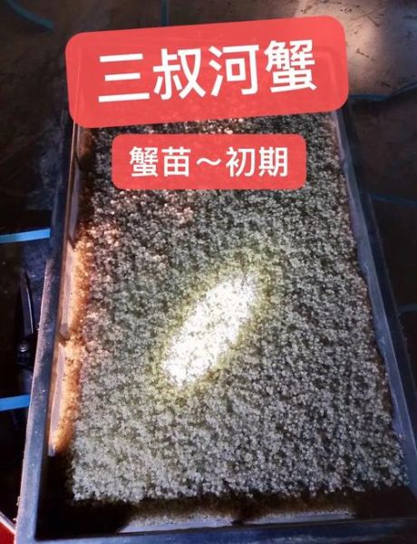 河蟹养殖基地选址要求_河蟹养殖基地投资多少钱-第2张图片-山城妙识 河蟹养殖基地选址要求_河蟹养殖基地投资多少钱-第2张图片-山城妙识