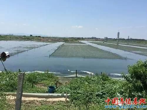 河蟹养殖基地选址要求_河蟹养殖基地投资多少钱-第3张图片-山城妙识 河蟹养殖基地选址要求_河蟹养殖基地投资多少钱-第3张图片-山城妙识