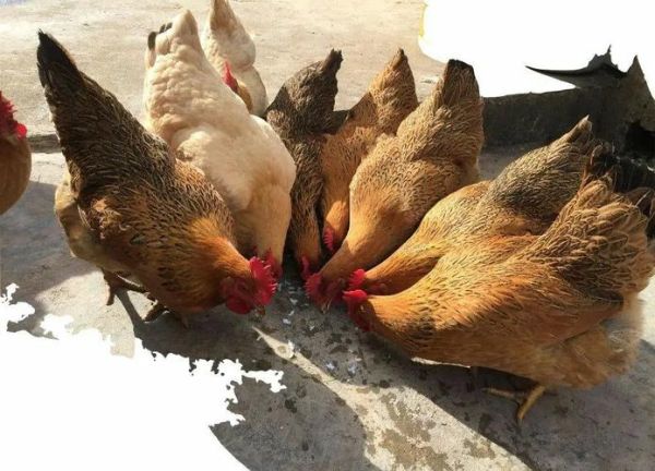 清远鸡图片哪里找_清远鸡高清图怎么拍-第2张图片-山城妙识