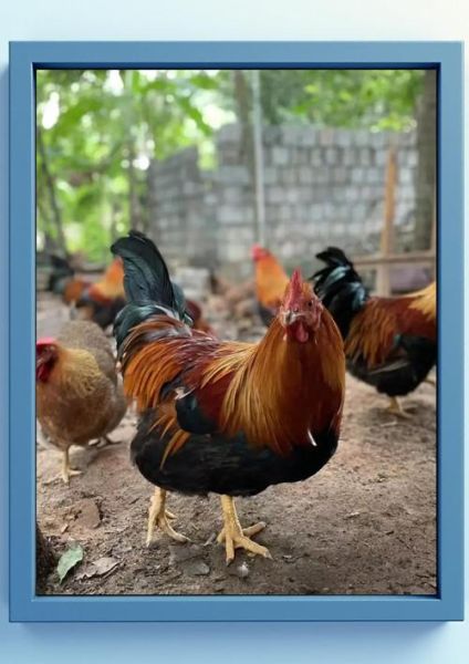 清远鸡图片哪里找_清远鸡高清图怎么拍-第1张图片-山城妙识