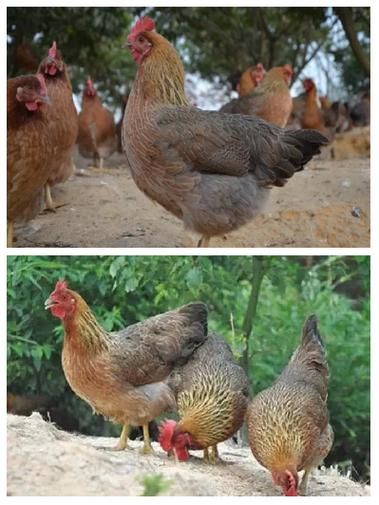 清远鸡图片哪里找_清远鸡高清图怎么拍-第3张图片-山城妙识