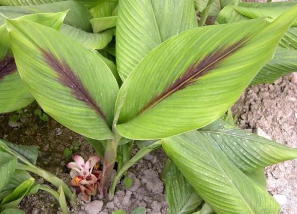 莪术的功效与作用_莪术怎么服用-第3张图片-山城妙识