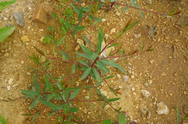 罗布麻图片大全_罗布麻长什么样-第2张图片-山城妙识 罗布麻图片大全_罗布麻长什么样-第2张图片-山城妙识