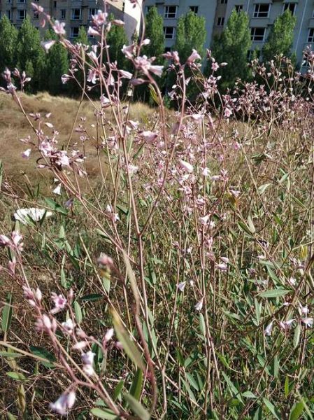 罗布麻图片大全_罗布麻长什么样-第3张图片-山城妙识 罗布麻图片大全_罗布麻长什么样-第3张图片-山城妙识
