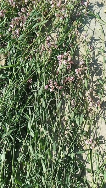 罗布麻图片大全_罗布麻长什么样-第1张图片-山城妙识 罗布麻图片大全_罗布麻长什么样-第1张图片-山城妙识