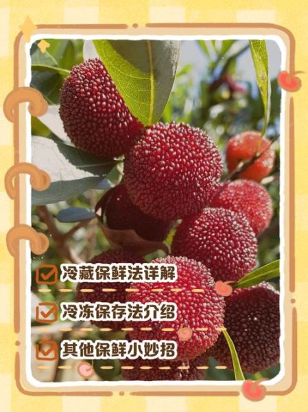 杨梅怎么保存_杨梅能放几天不坏-第1张图片-山城妙识 杨梅怎么保存_杨梅能放几天不坏-第1张图片-山城妙识