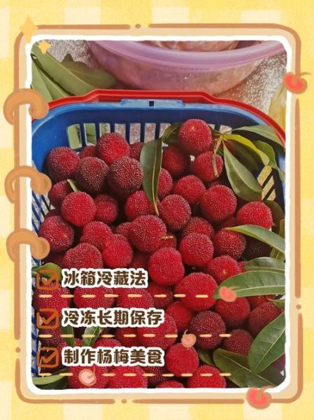 杨梅怎么保存_杨梅能放几天不坏-第3张图片-山城妙识 杨梅怎么保存_杨梅能放几天不坏-第3张图片-山城妙识