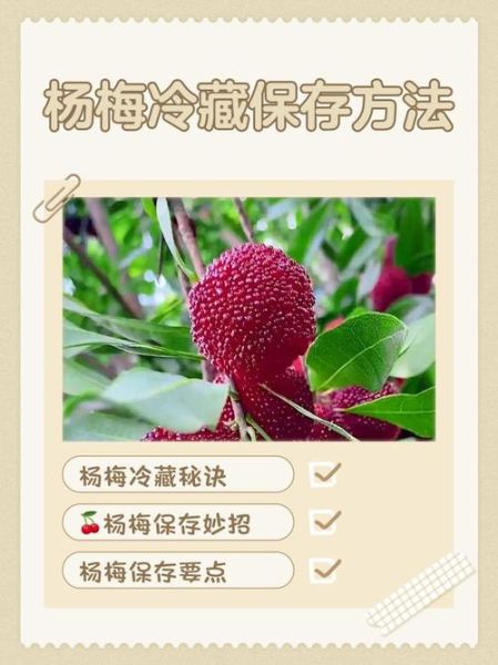 杨梅怎么保存_杨梅能放几天不坏-第2张图片-山城妙识 杨梅怎么保存_杨梅能放几天不坏-第2张图片-山城妙识