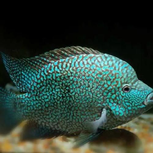 金菠萝鱼怎么养_金菠萝鱼能和什么鱼混养-第2张图片-山城妙识 金菠萝鱼怎么养_金菠萝鱼能和什么鱼混养-第2张图片-山城妙识