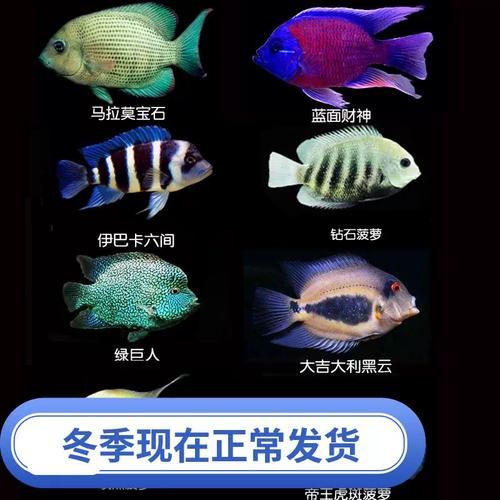 金菠萝鱼怎么养_金菠萝鱼能和什么鱼混养-第3张图片-山城妙识 金菠萝鱼怎么养_金菠萝鱼能和什么鱼混养-第3张图片-山城妙识