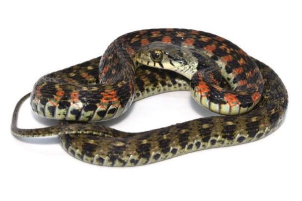 野鸡脖子蛇追人怎么办_野鸡脖子蛇有毒吗-第1张图片-山城妙识 野鸡脖子蛇追人怎么办_野鸡脖子蛇有毒吗-第1张图片-山城妙识