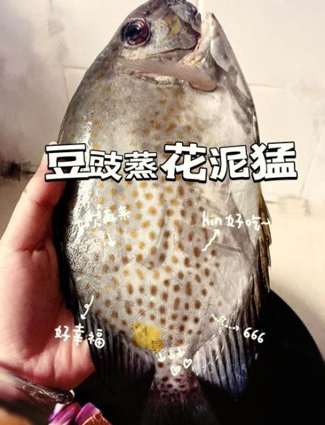 泥猛鱼什么人不能吃_泥猛鱼禁忌人群-第1张图片-山城妙识 泥猛鱼什么人不能吃_泥猛鱼禁忌人群-第1张图片-山城妙识