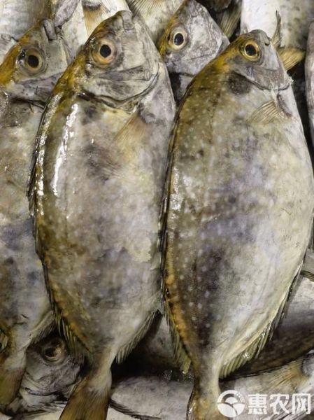 泥猛鱼什么人不能吃_泥猛鱼禁忌人群-第3张图片-山城妙识 泥猛鱼什么人不能吃_泥猛鱼禁忌人群-第3张图片-山城妙识