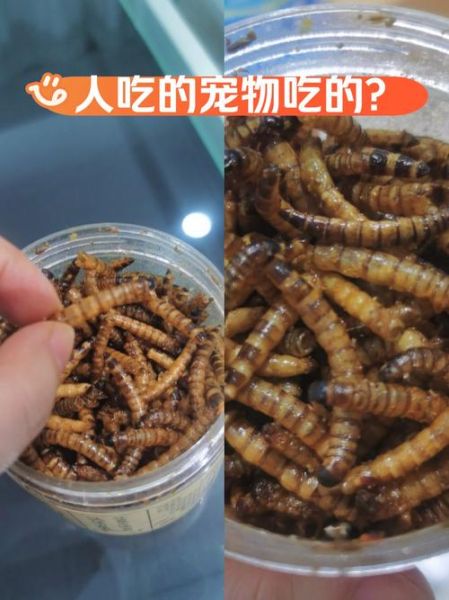 大麦虫怎么养_家里养大麦虫要注意什么-第2张图片-山城妙识 大麦虫怎么养_家里养大麦虫要注意什么-第2张图片-山城妙识