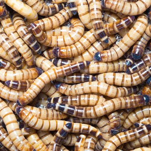 大麦虫怎么养_家里养大麦虫要注意什么-第3张图片-山城妙识 大麦虫怎么养_家里养大麦虫要注意什么-第3张图片-山城妙识