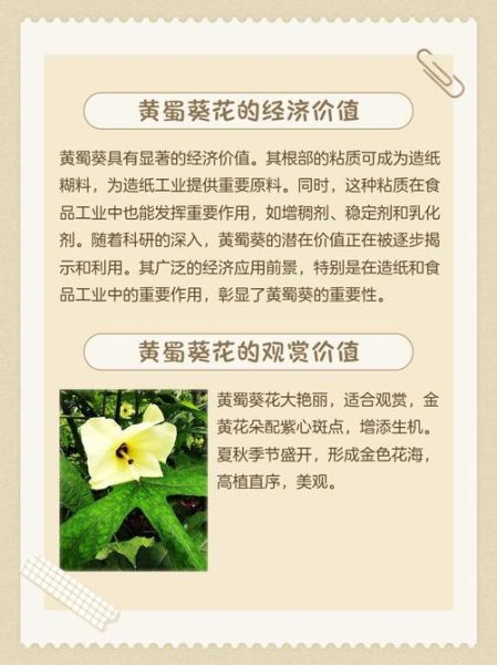 黄蜀葵花哪些人不能吃_禁忌人群与注意事项-第2张图片-山城妙识 黄蜀葵花哪些人不能吃_禁忌人群与注意事项-第2张图片-山城妙识