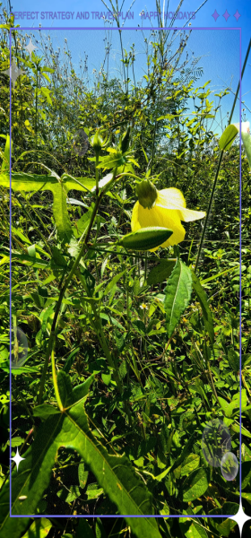 黄蜀葵花哪些人不能吃_禁忌人群与注意事项-第3张图片-山城妙识 黄蜀葵花哪些人不能吃_禁忌人群与注意事项-第3张图片-山城妙识