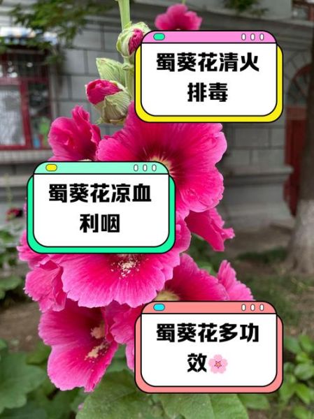 黄蜀葵花哪些人不能吃_禁忌人群与注意事项-第1张图片-山城妙识 黄蜀葵花哪些人不能吃_禁忌人群与注意事项-第1张图片-山城妙识