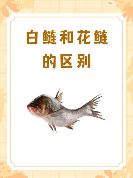 鲢鱼和鳙鱼的区别_如何一眼分辨白鲢和花鲢-第3张图片-山城妙识