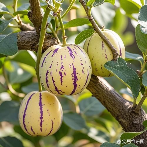 人参果树图片大全大图_人参果树长什么样-第1张图片-山城妙识