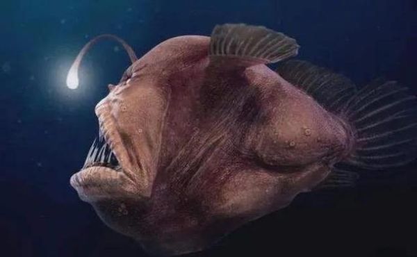 鮟鱇鱼多少钱一斤_鮟鱇鱼价格为什么差距大-第1张图片-山城妙识 鮟鱇鱼多少钱一斤_鮟鱇鱼价格为什么差距大-第1张图片-山城妙识