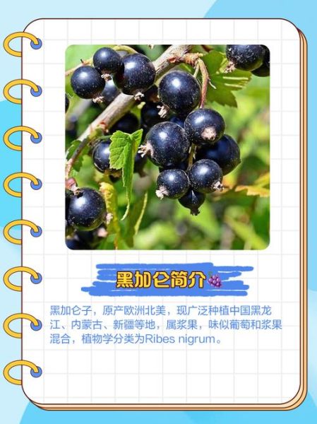 黑加仑子的功效与作用_黑加仑子怎么吃最好-第2张图片-山城妙识 黑加仑子的功效与作用_黑加仑子怎么吃最好-第2张图片-山城妙识