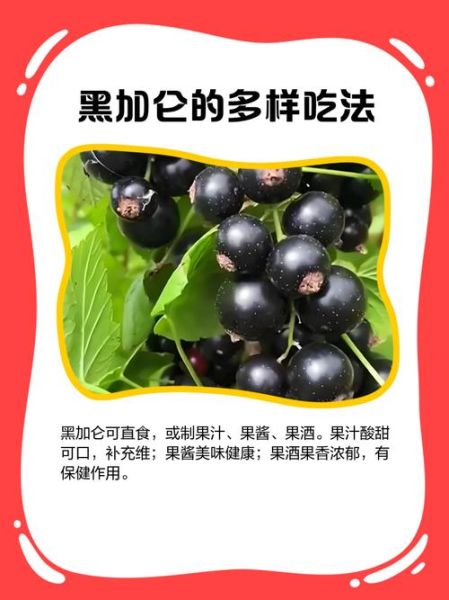 黑加仑子的功效与作用_黑加仑子怎么吃最好-第1张图片-山城妙识 黑加仑子的功效与作用_黑加仑子怎么吃最好-第1张图片-山城妙识