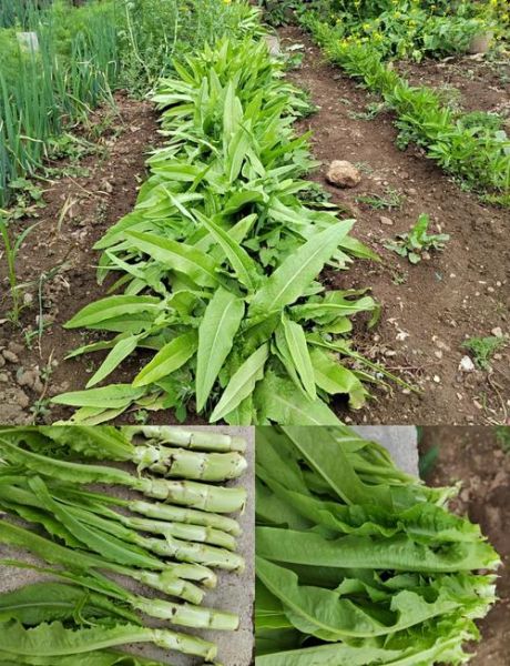 生拌油麦菜怎么做好吃_生拌油麦菜的做法大全窍门-第1张图片-山城妙识